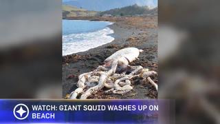 Watch: Giant Squid Washes Up on Beach
