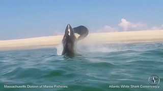 Great White Shark Eats Seal Near Alcatraz