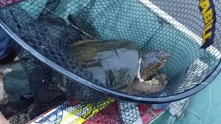 Giant Snapping Turtle Accidently Caught