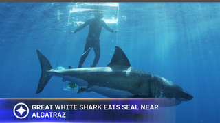 Great White Shark Eats Seal Near Alcatraz (Wochit)