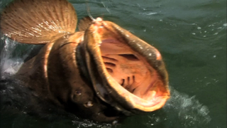 Goliath Grouper battle