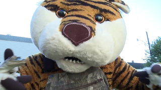 Mike the Tiger Goes Gator Hunting out in the Bayou.