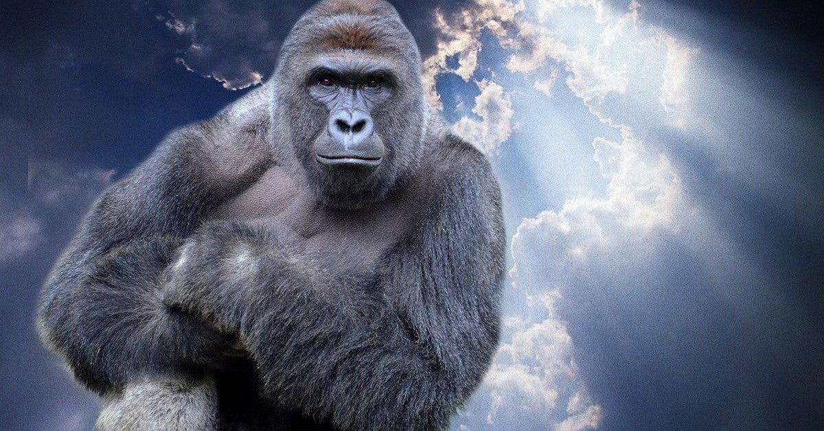 Harambe Photo to Be Sold as NFT