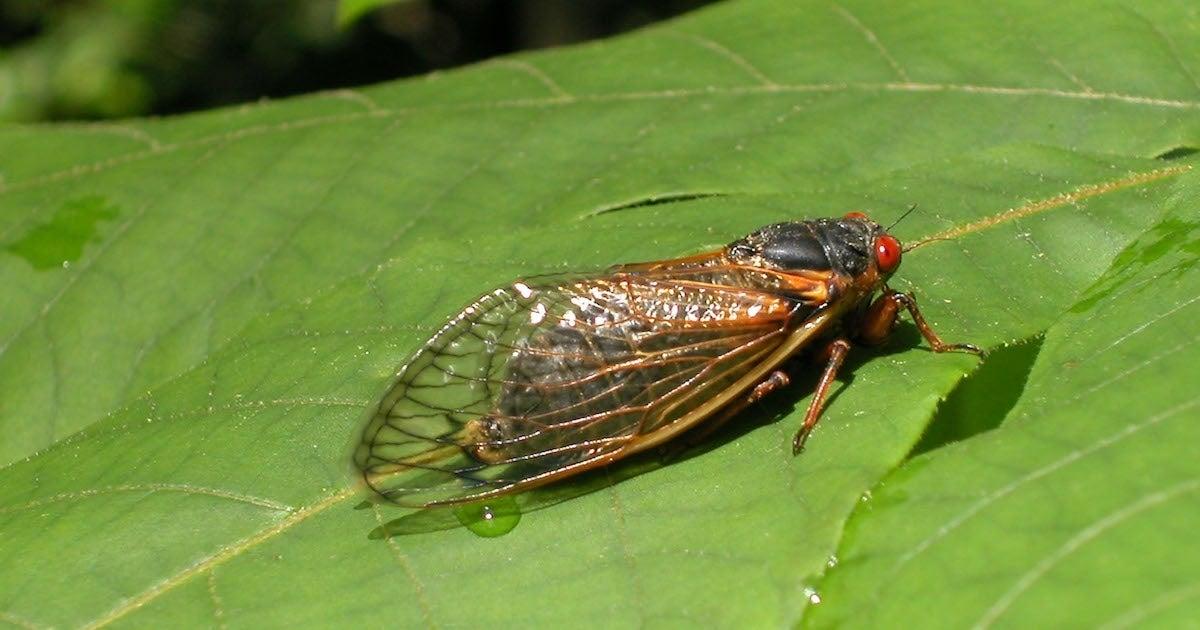 Cicada Cam Comes to Discovery to Kick off 'Cicada Week'