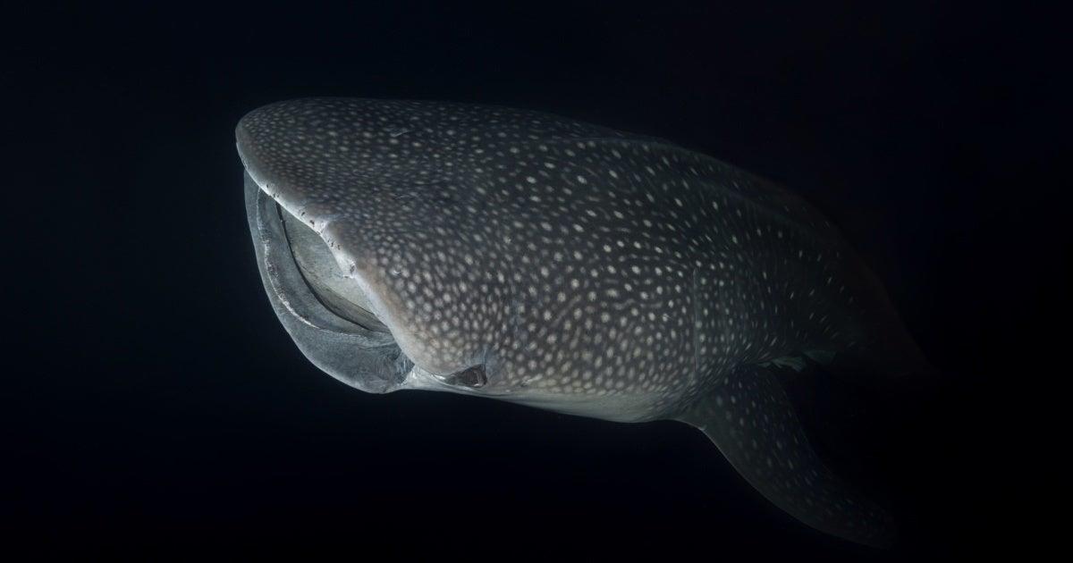 Massive 'Megalodon' Shark Spooks Onlookers in Viral Video