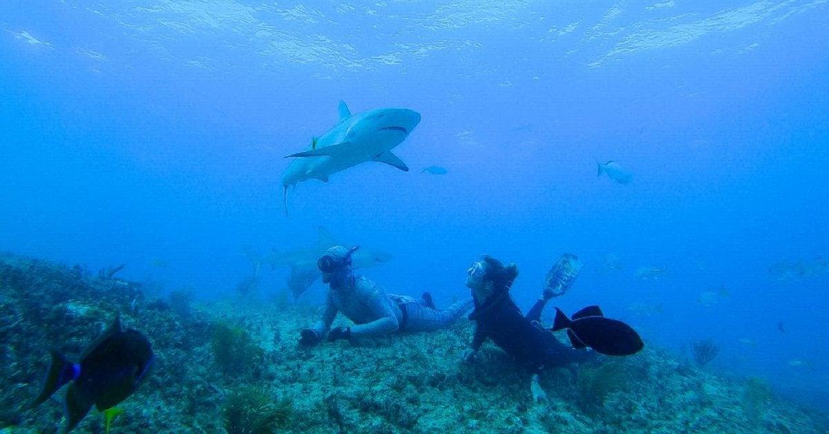 Discovery Developing Shark-Themed Competitive Series Shark Academy