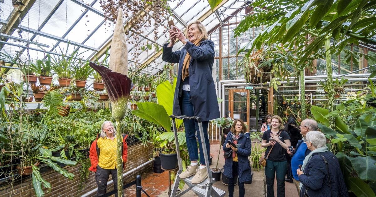 Rare 'Penis' Plant Shows Signs of Life For First Time in 25 Years