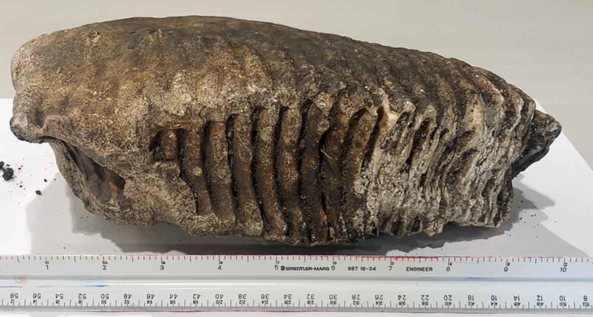 Massive Woolly Mammoth Tooth Discovered by Construction Workers