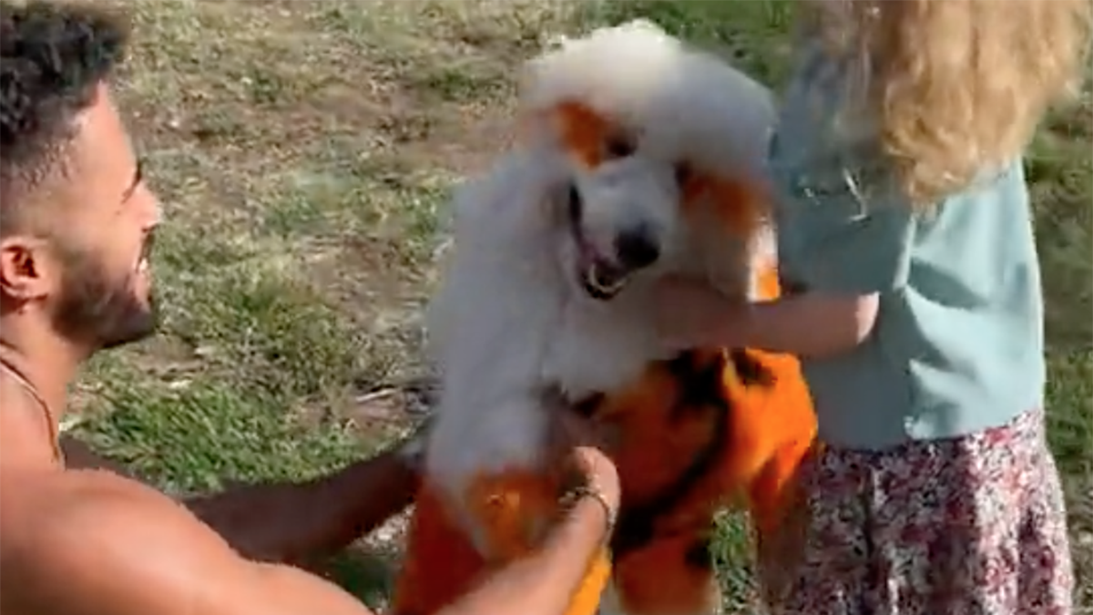 Video of Dog Turned Into Arcanine Goes Viral on Tiktok