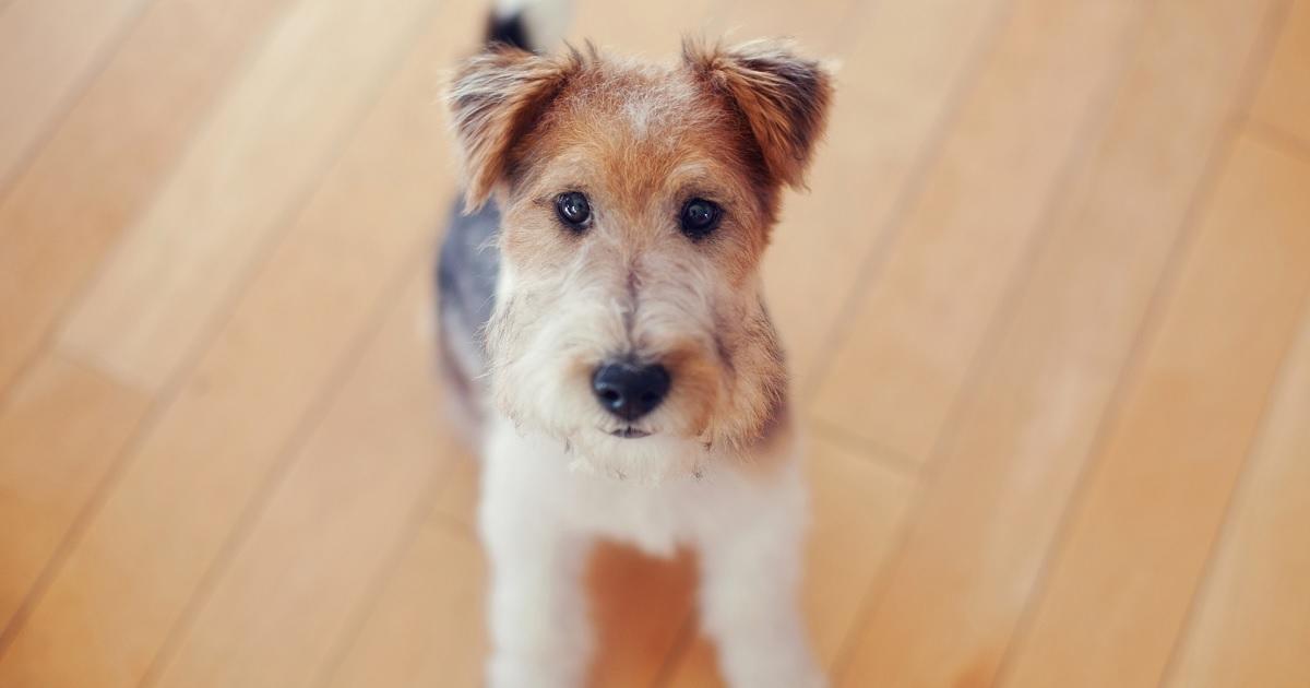 Pebbles the Fox Terrier, World's Oldest Dog, Dies at 22