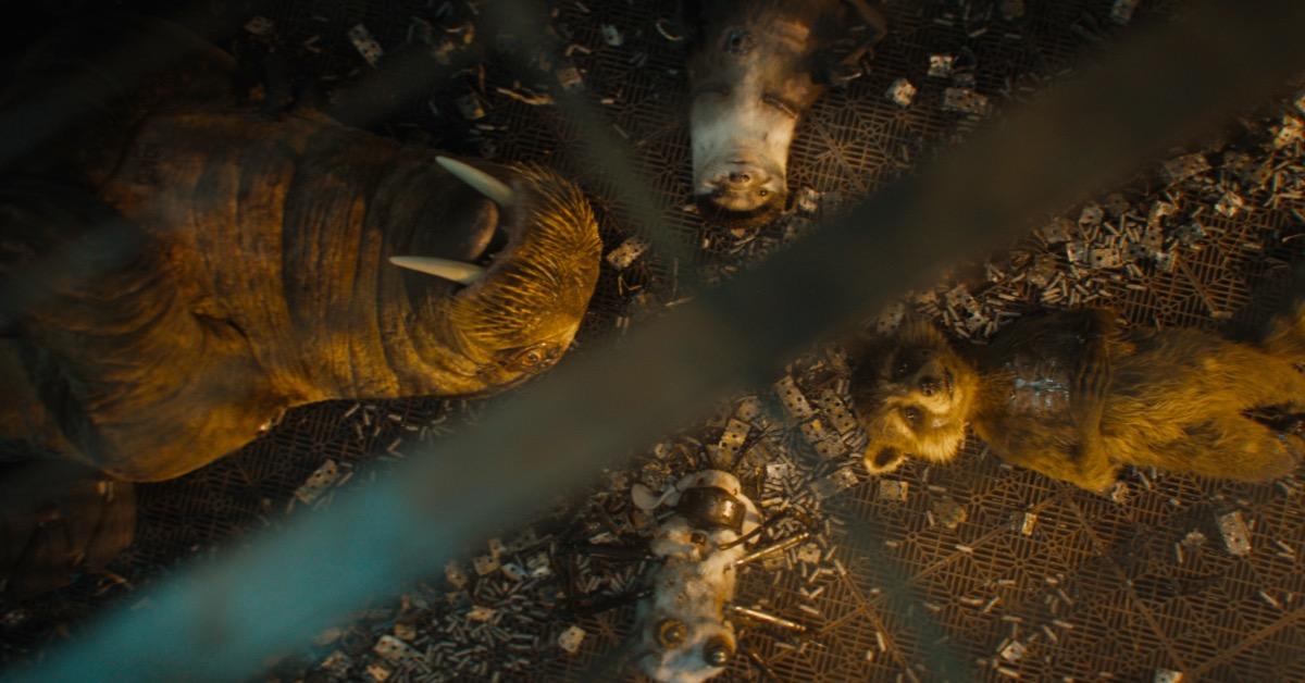 James Gunn Wins PETA Award for Guardians of the Galaxy Vol. 3