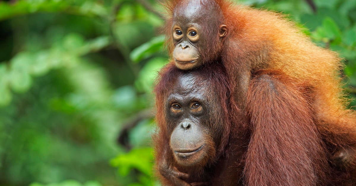 Watch: Orangutan Asks to See Baby in Adorable Zoo Video