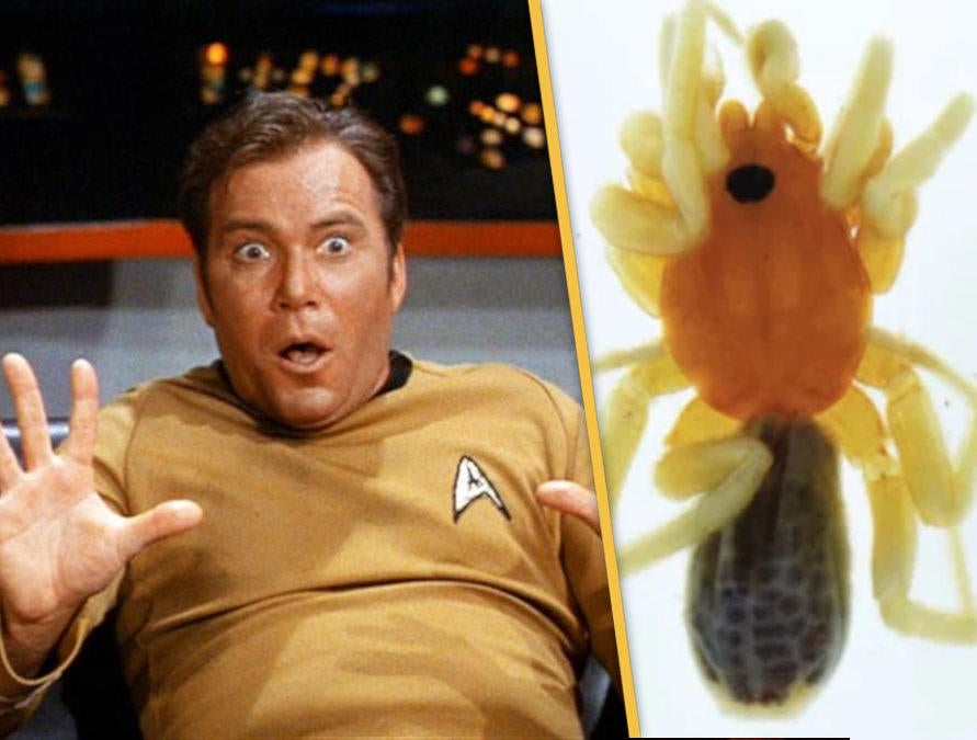 Scientists Name New Spider Species After Star Trek's Iconic Trio