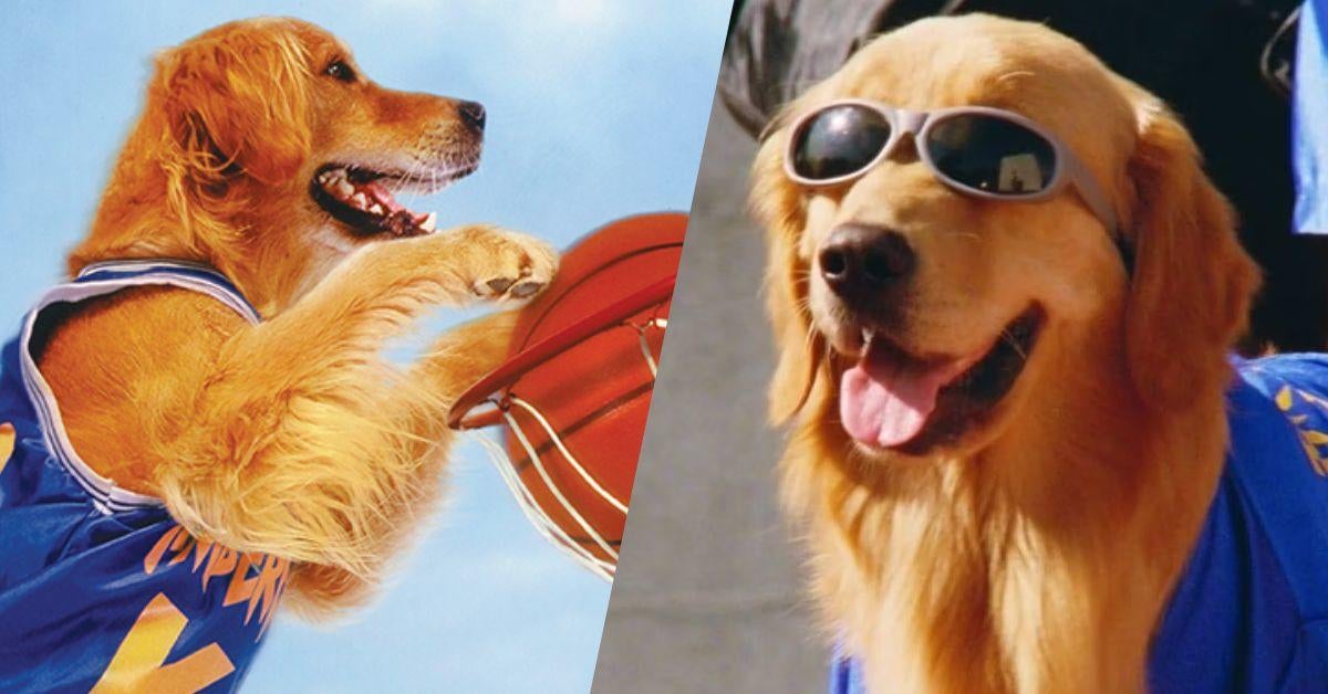 Air Bud Movie Collection Now Streaming on Disney+