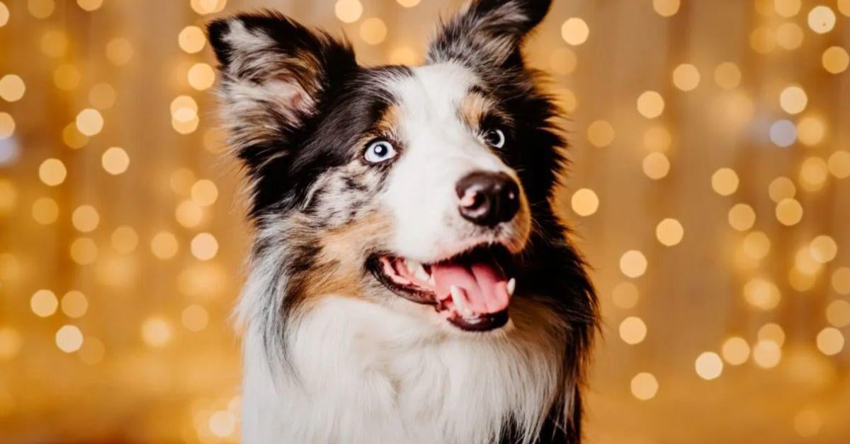Messi the Dog, Star of Anatomy of a Fall, to Skip Oscars After ...