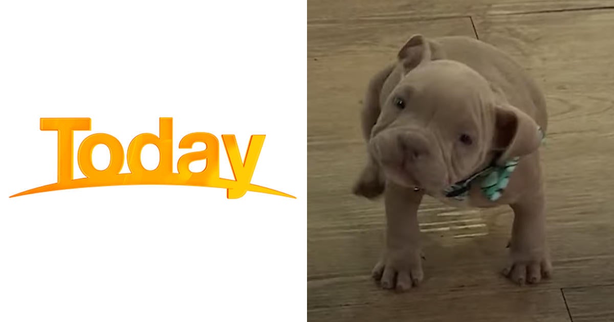 'Today' Show Hosts in Shambles as Puppy Starts Pooping on Live TV