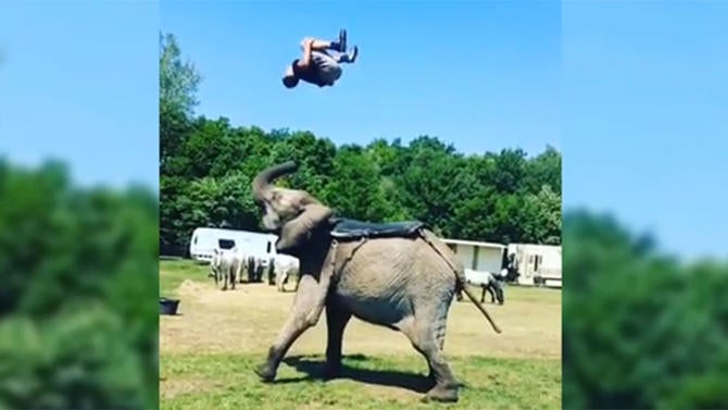 WATCH: Guy lands huge backflip off an elephant's trunk - CBSSports.com