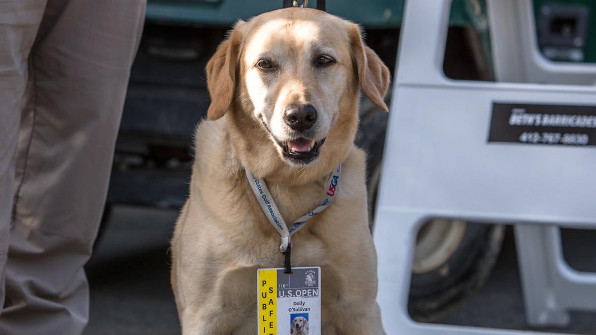 LOOK: This very good dog is credentialed for the U.S. Open - CBS Sports