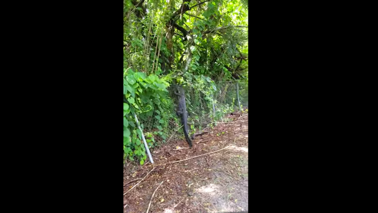 WATCH: Alligator climbs over fence at golf course, Florida remains ...