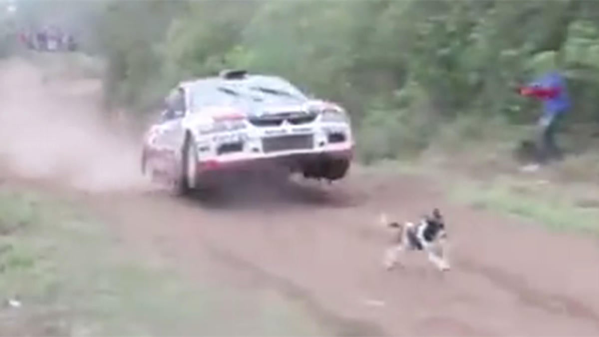 WATCH: Wandering dog narrowly escapes being hit by speeding race car ...