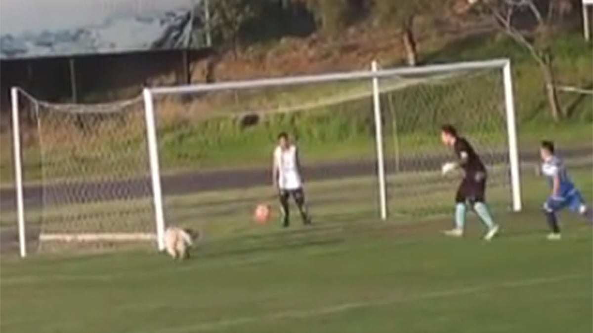 WATCH: This hero dog saved a sure goal, but the goalie wasn't happy ...