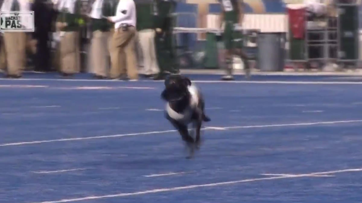 WATCH: Boise State has a very good dog that retrieves kickoff tees ...
