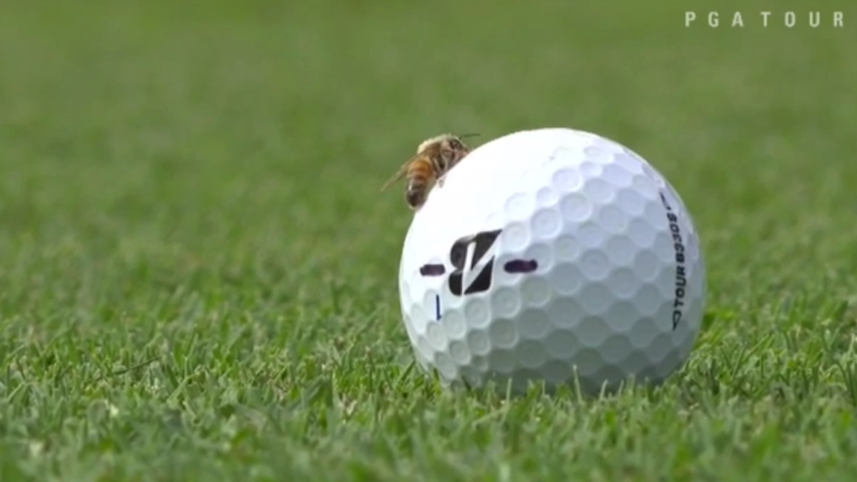 WATCH: Bee refuses to get off of golfer's ball, causes tournament delay ...
