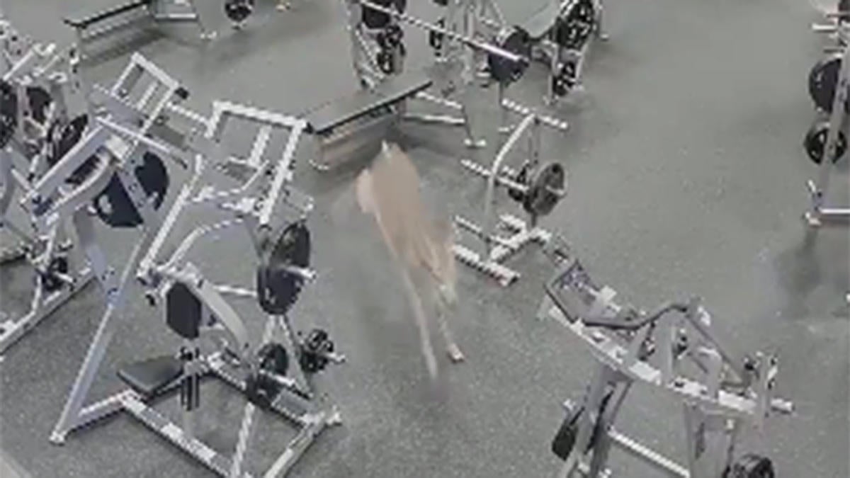WATCH: A deer broke through a gym window and did its own quick workout ...