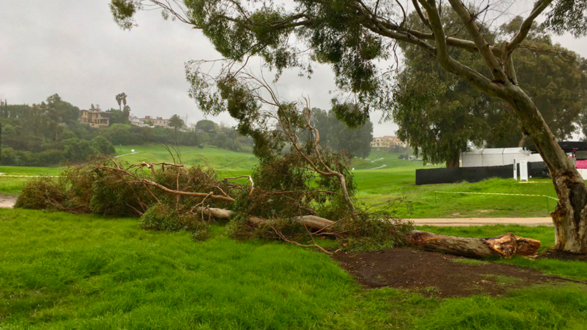 LOOK: Tree falls at Riviera showing how strong Los Angeles storms have ...