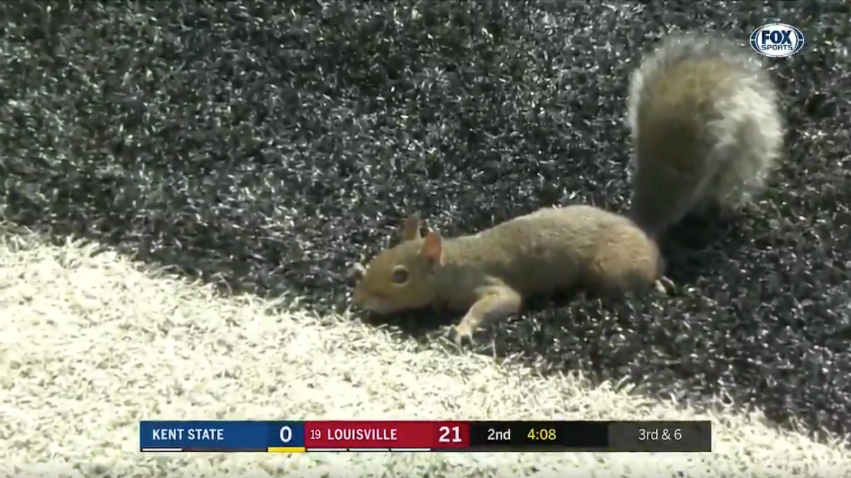 WATCH: Squirrel cheered on by fans, announcers as it runs for a 42-yard ...