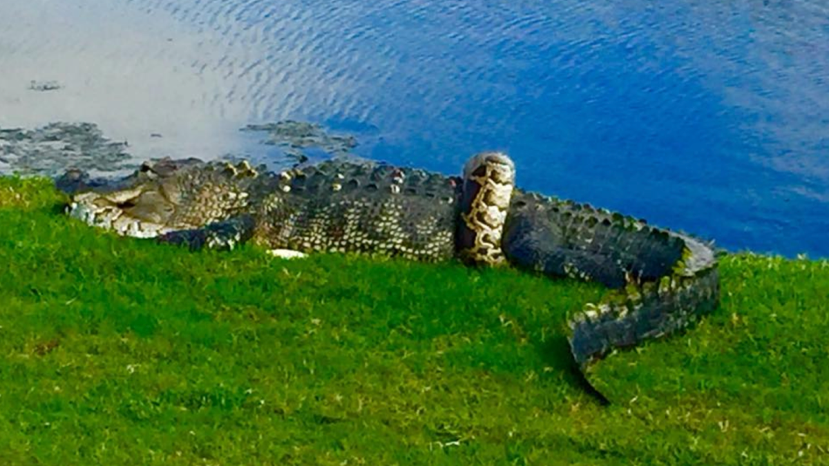 LOOK: Python, alligator get into wrestling match on Florida golf course ...
