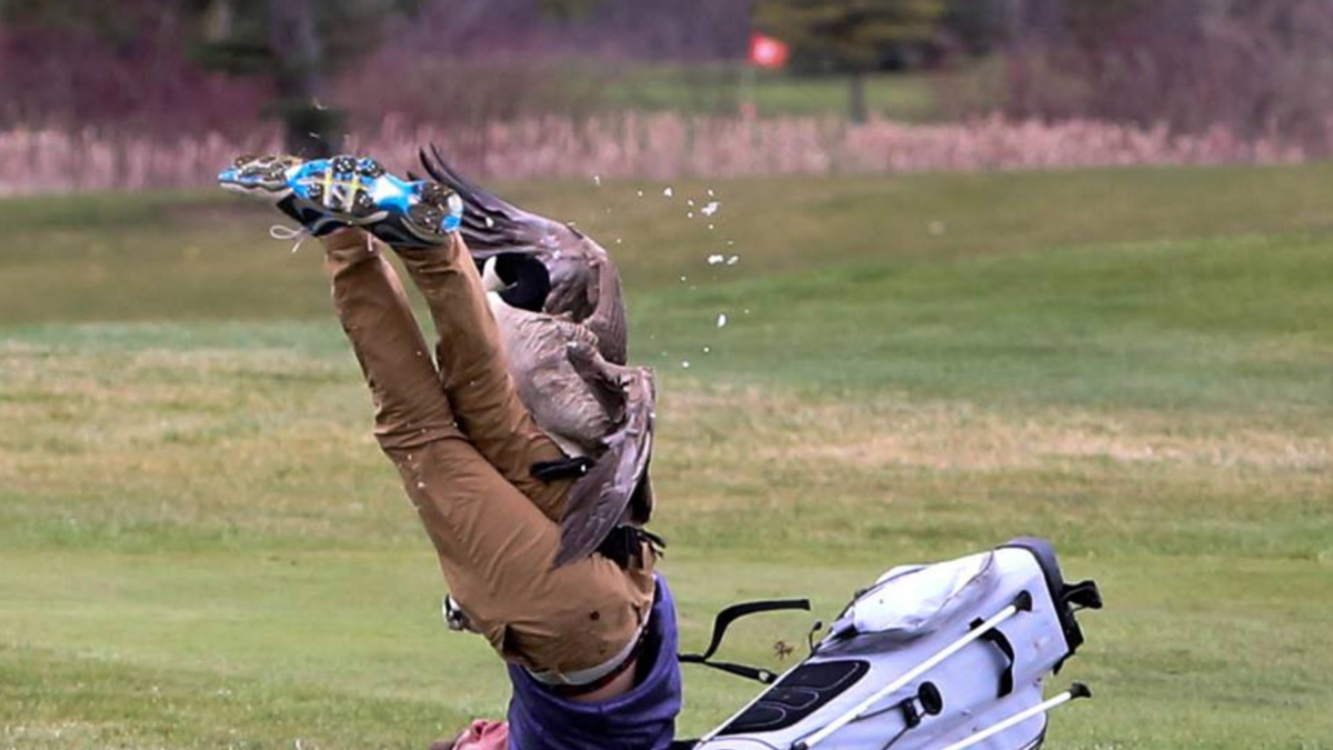 LOOK: Goose attacks unsuspecting high school golfer and absolutely ...