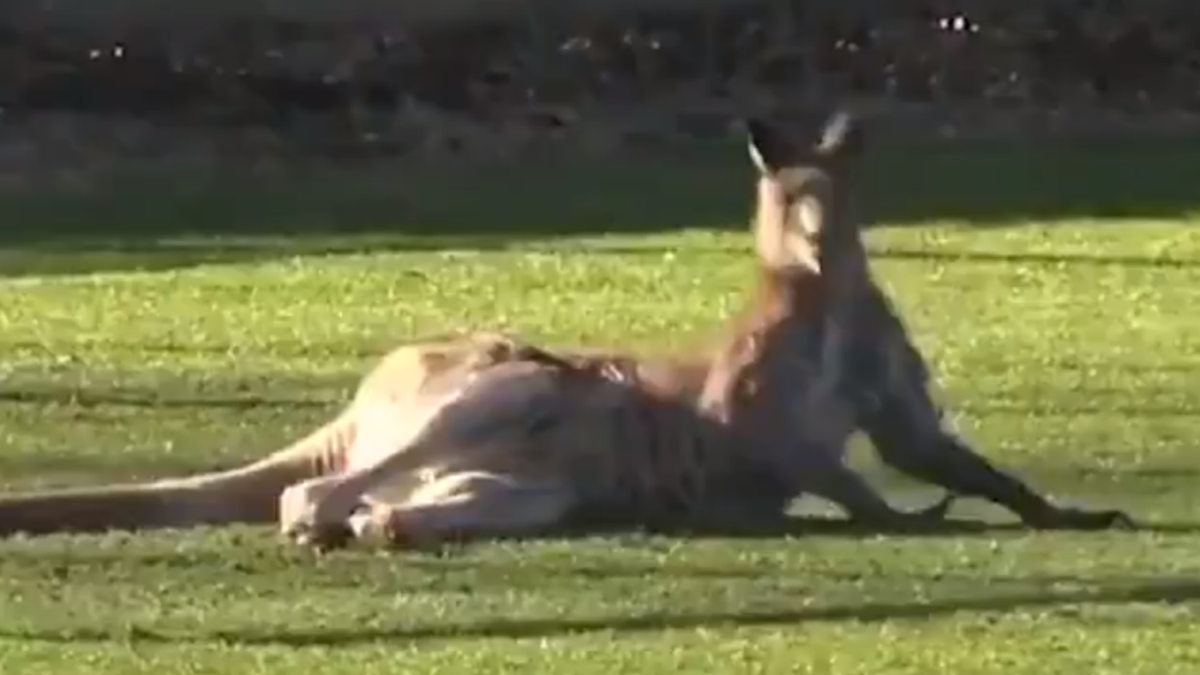 Australia's real Socceroo: Here's a kangaroo disrupting a women's ...