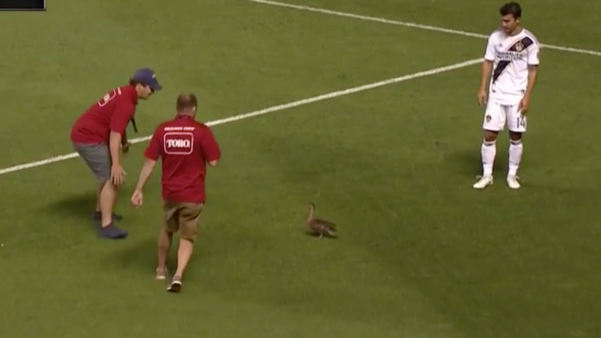 A duck goes streaking onto the field at an MLS game - CBSSports.com