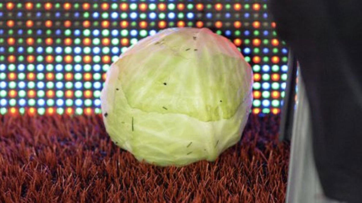 Aston Villa manager sacked a day after a fan threw a cabbage at him ...