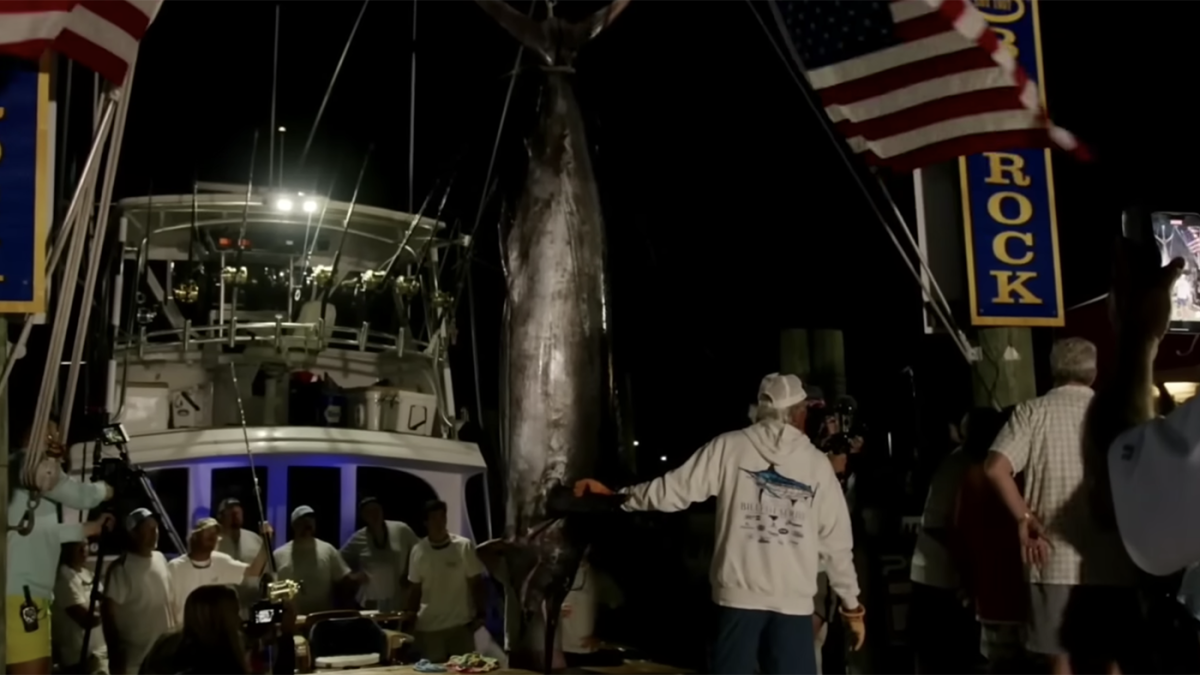 Big Rock Blue Marlin Tournament ends in controversy after 619-pound ...