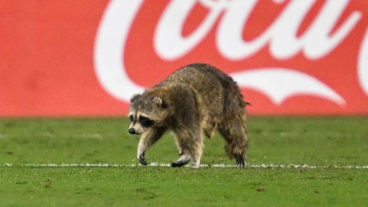 LOOK: Raccoon runs onto the field during Philadelphia Union-New York ...