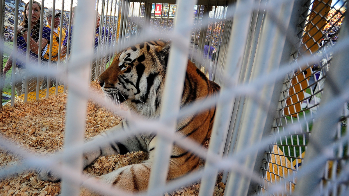 LSU bringing live tiger into Tiger Stadium for Alabama game on Saturday ...